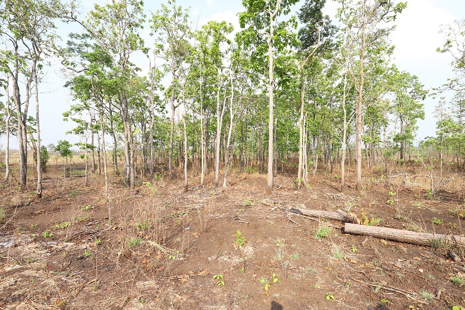 644ha of Fertile Agricultural Land For Sale in Mondulkiri - CBRE ...